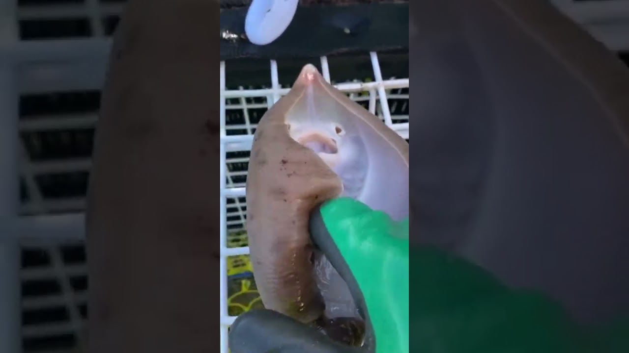 Laughing Stingray | smiling fish | only for nature  #Shorts