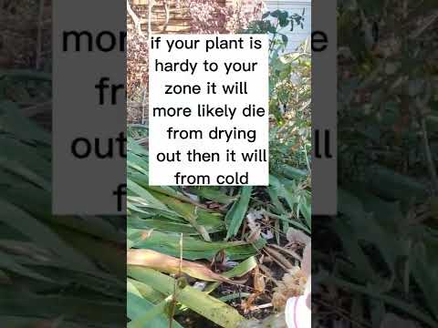 if you're in a dry spell water your plants through the winter #garden #gardening #planting