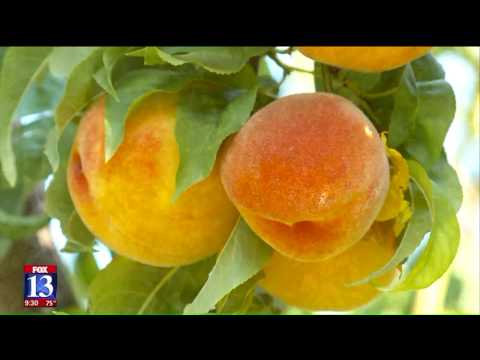 Visit Manning Orchards in Fruit Heights - Uniquely Utah