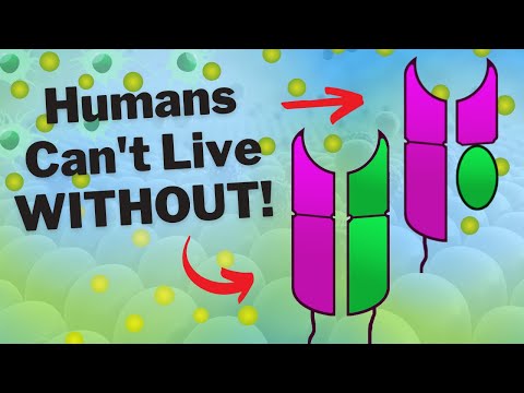 EVERY Human Would Die Without This Cell