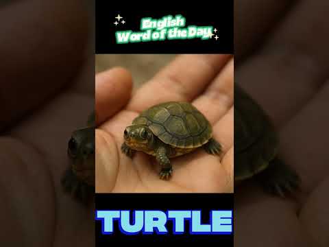 English Word of the Day - Turtle