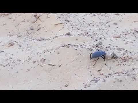 An enormous crustacean on the desert near Ayaz-Qala yurt camp - Uzbekistan - 2019.09.13
