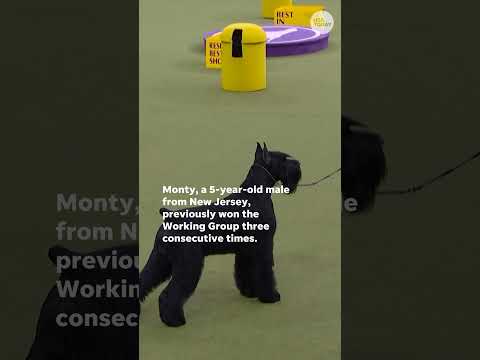 Giant Schnauzer makes history at Westminster with Best in Show win #Shorts
