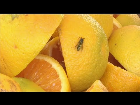 Bee sting reactions you should pay attention to