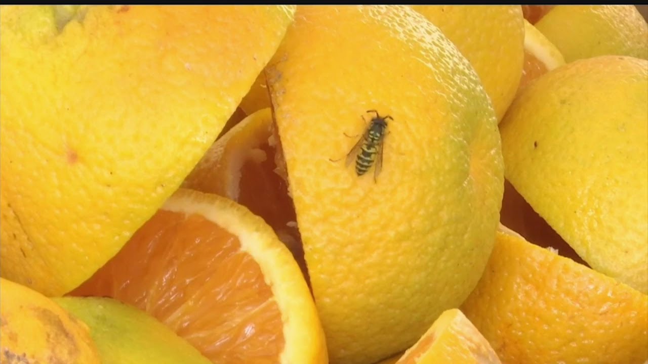 Bee sting reactions you should pay attention to
