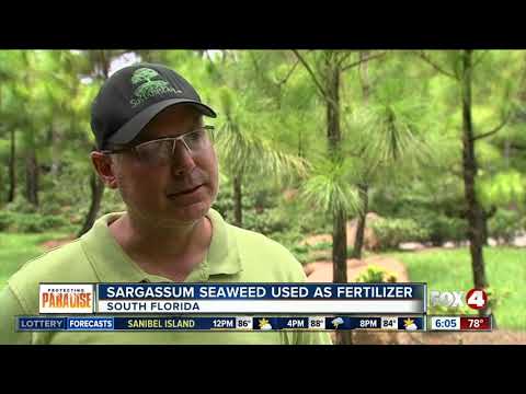Sargassum seaweed used as fertilizer