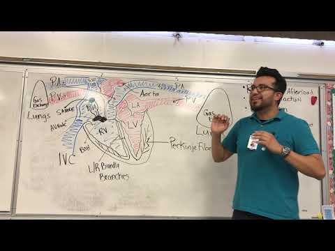 Learn NCLEX Now: Heart Basics