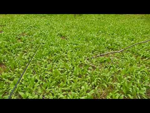 WILD RAMPS