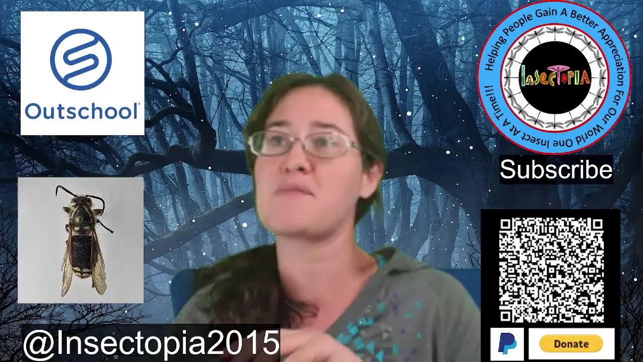 Invertober! Episode 31: Insect Collection FULL TOUR