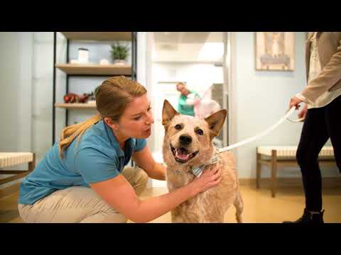 Healthy Hound Playground's Rockville, MD Dog Daycare, Boarding, and Grooming Facility Tour by Hooch