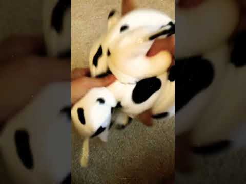 #cute pillow neck/stuffed toy