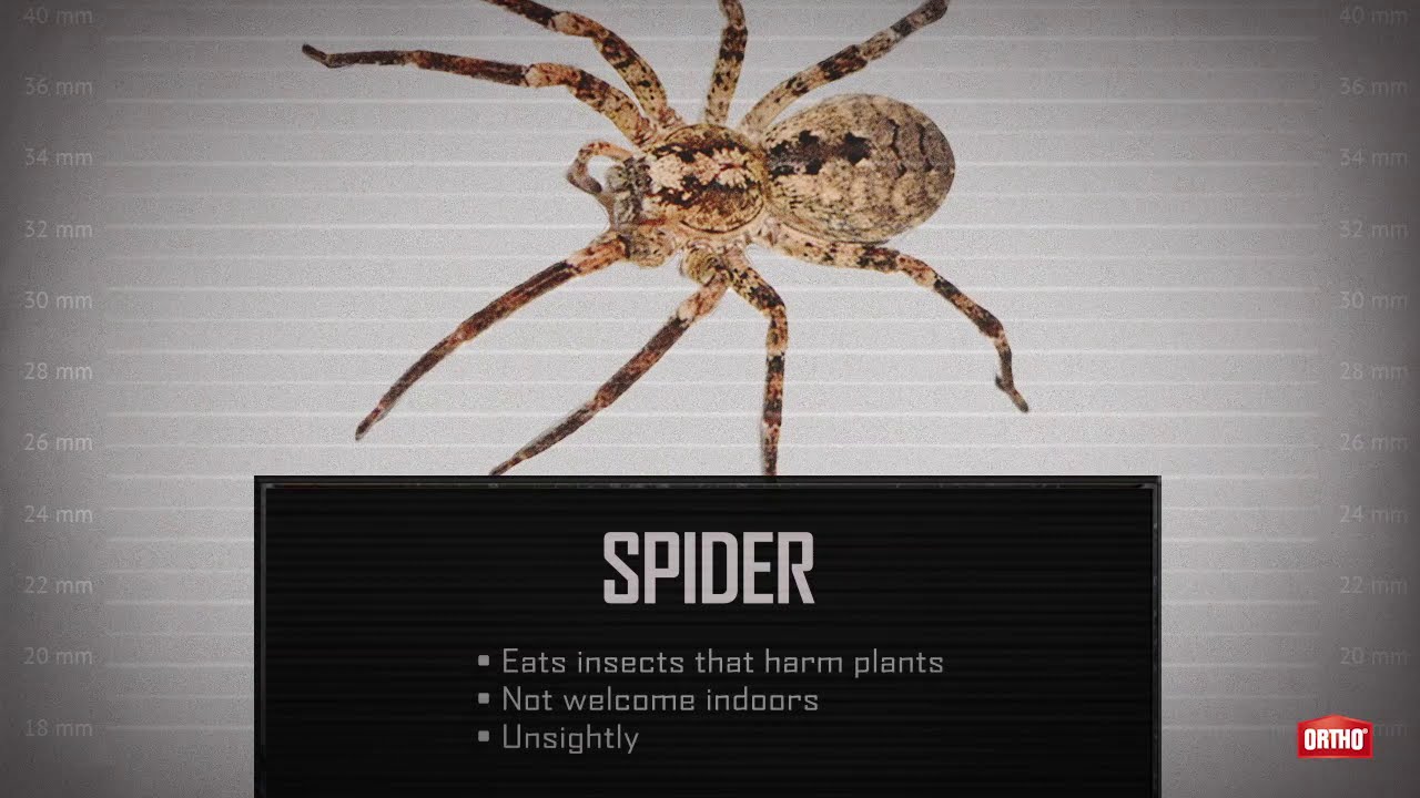 How to Identify Common House Bugs