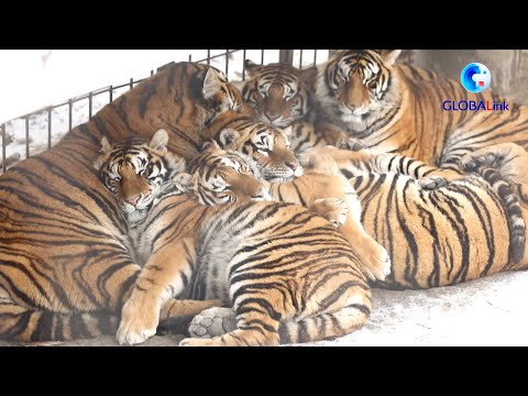 GLOBALink | Vlog: Happy the Year of the Tiger 2022!