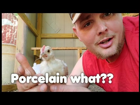 Porcelain d'uccle. is this the chicken for you??
