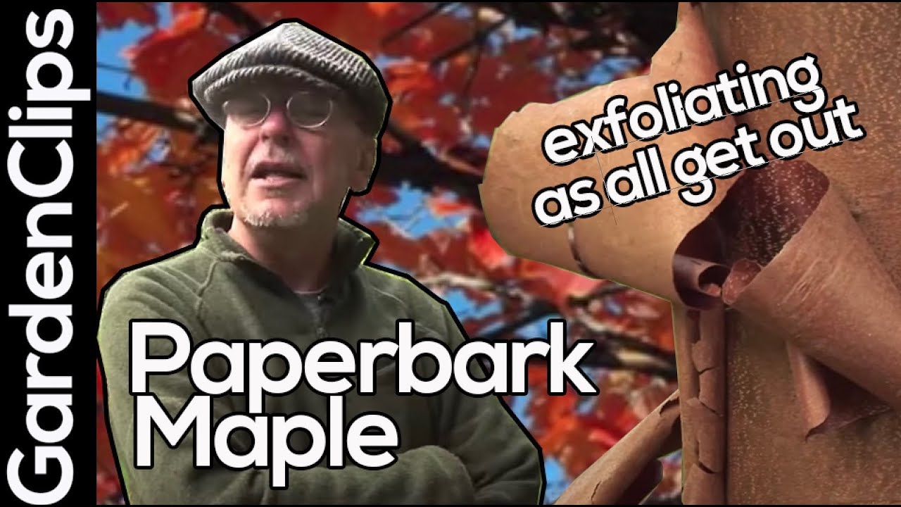 Paperbark Maple: Best UNCOMMON Tree for Ornamental Bark & Fall Color! 🍂  (Acer griseum)