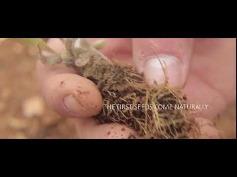 Olympus mountain tea farm