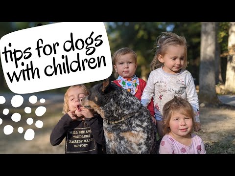 Tips for having good Australian cattle dog with children
