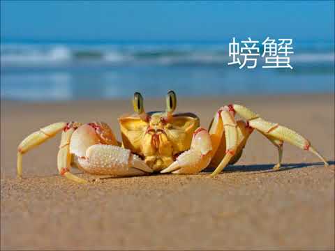 海洋动物 Sea Animals Learning Chinese words