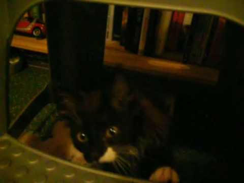 Eric The Kitten Being Cute