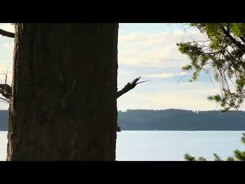 Spotting some Orca Whales along the coast of Camano Island, WA