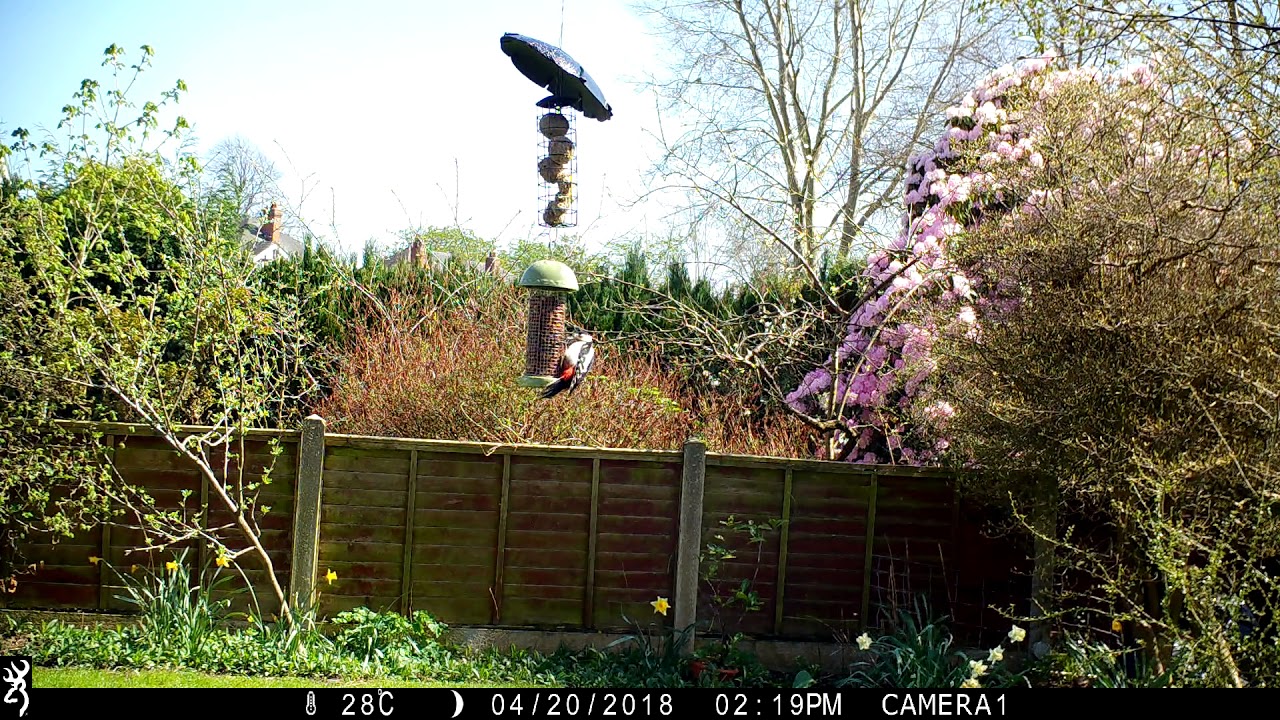 IMG 0004 GS Woodpecker 200418