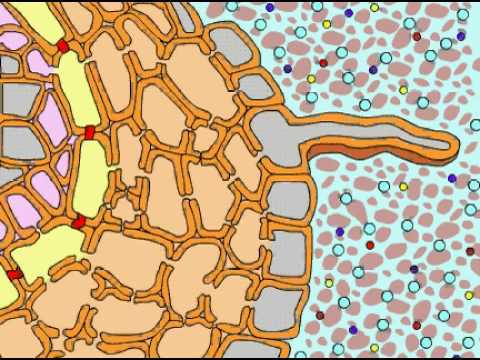 Trajna tkiva: sprovodna i sekretorna tkiva | Biosoikoslogos