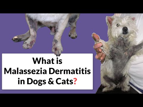 Malassezia Dermatitis in Dogs & Cats; Symptoms & Treatment!