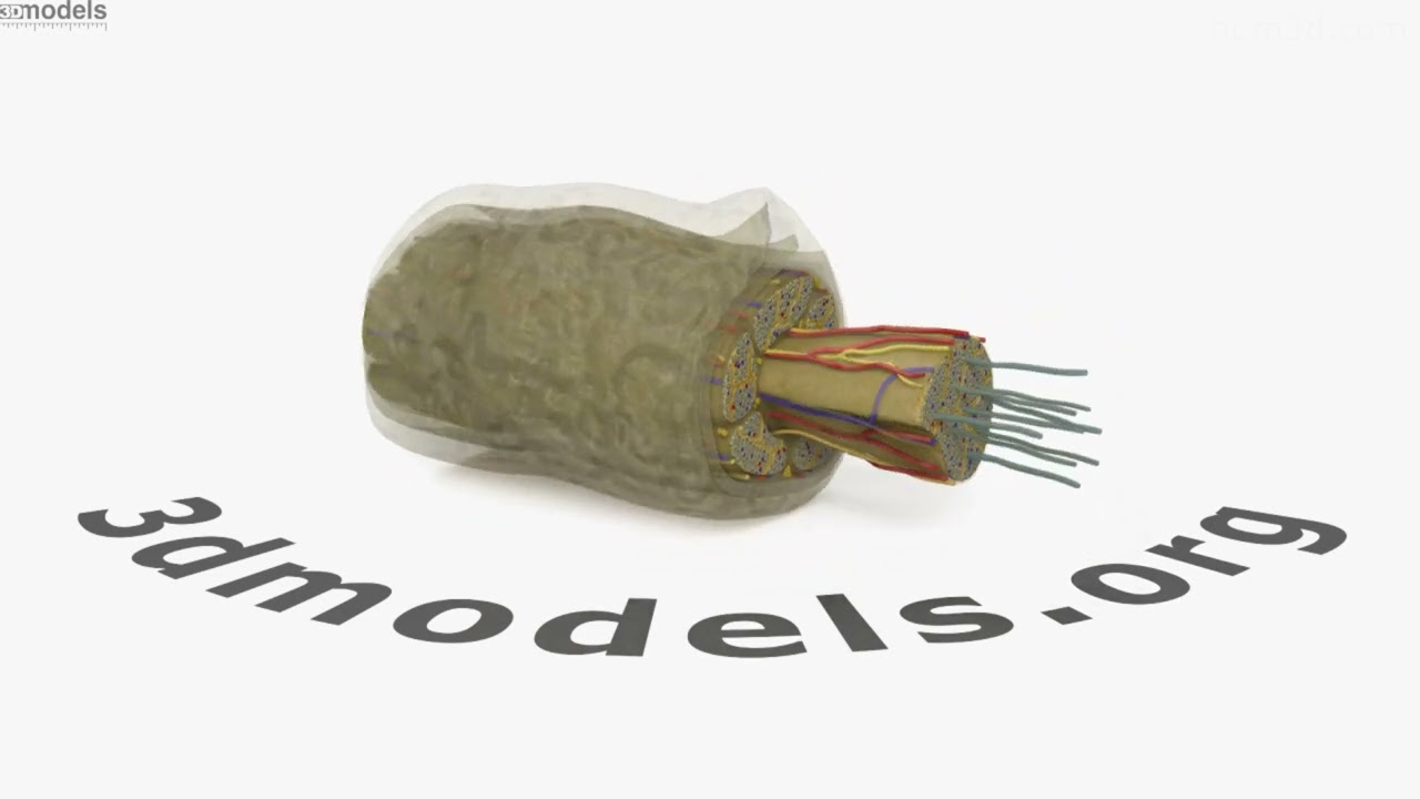 Human Peripheral Nerve 3D model by 3DModels.org