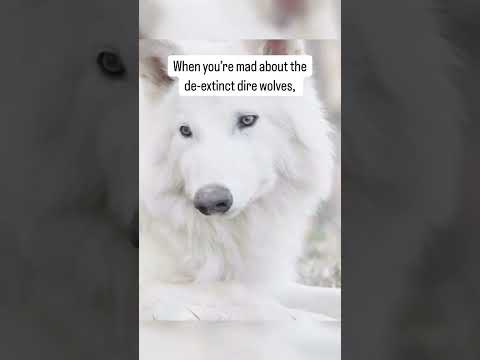 Our Shayla is a dire wolf 🥹