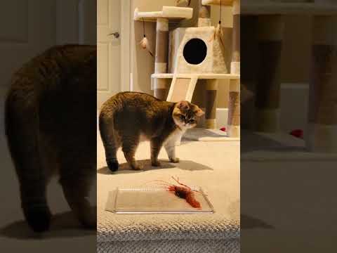 a cat name tuanzi