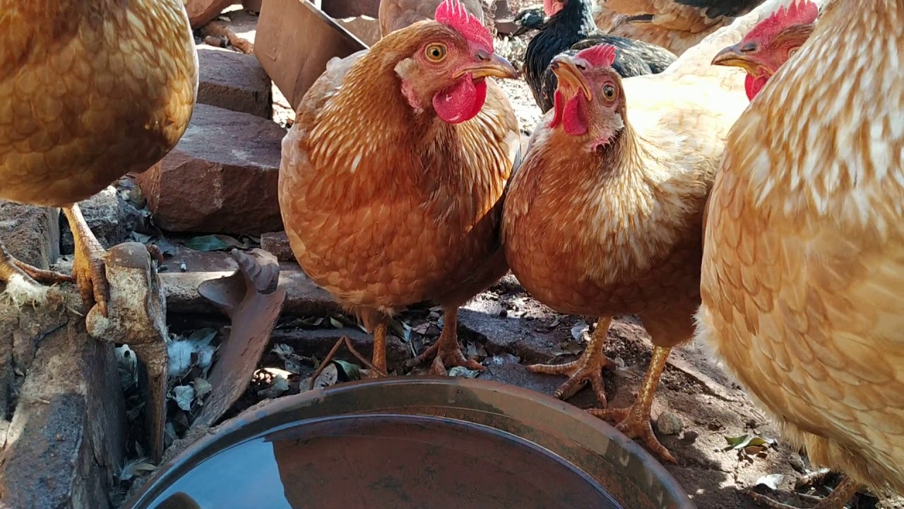 Chickens Drinking Water