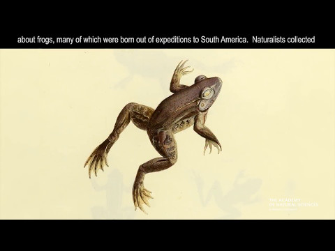 Academy Connection: Frogs