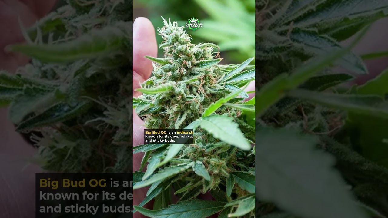 Six Must Try High Pinene Strains #strains #fyp #flowers