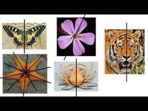 Introduction to Group theory in Chemistry