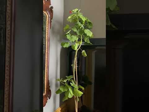 Famous 200-old Geranium descendant!