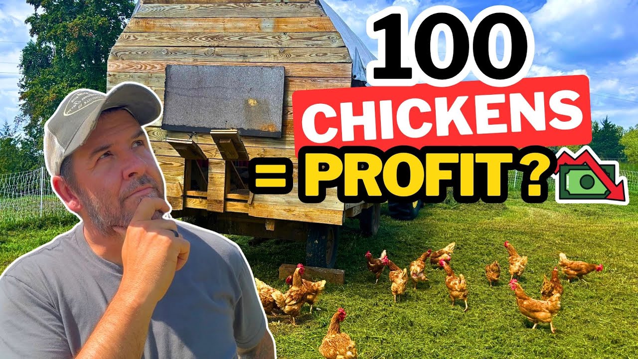 Small Farm Business: 100 Chickens Profitable? I Did The Math So You Don't Have To