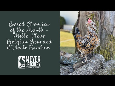 Breed Spotlight of the Month - Mille Fleur Belgian Bearded d'Uccle Bantam