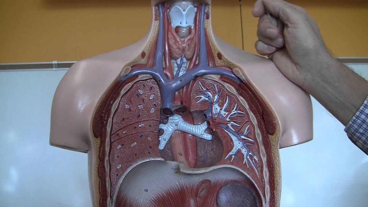 Lab Test 2 Review - Torso Model