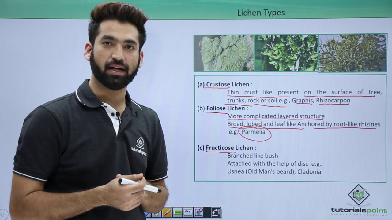 Class 11th – Lichens – Types | Biological Classification | Tutorials Point
