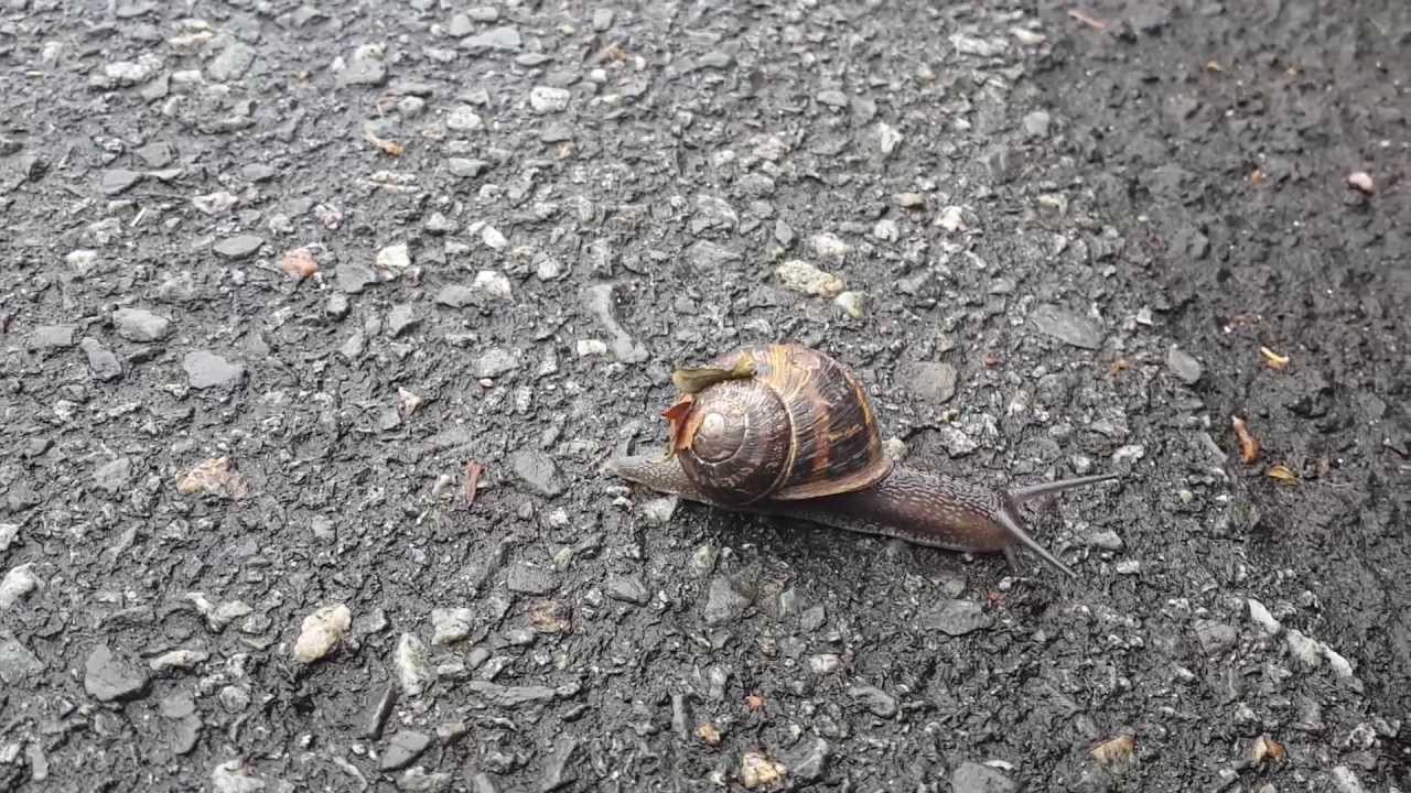 Un Molusco Gasterópodo (Caracol)  avanzando