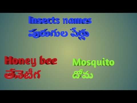 Insects names English meaning in telugu read Insects meanings in telugu readand write names telugu
