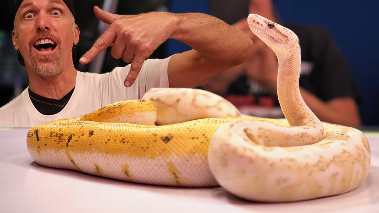 2020's RAREST BALL PYTHON MORPHS AVAILABLE TO THE PUBLIC!