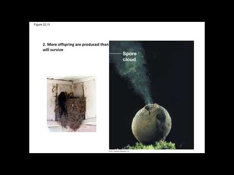 Evolution by Natural Selection 3: Darwin and Wallace
