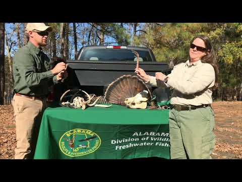 Wildlife of Alabama