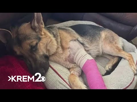 Police respond to incident where pit bull was shot for attacking another dog and 17-year-old girl
