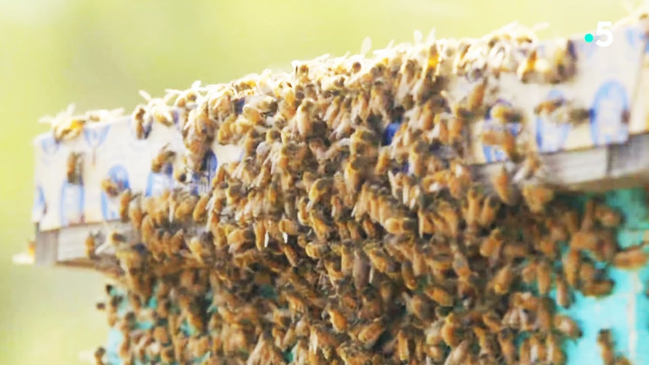 Documentaire | Abeilles tueuses VS abeilles fragiles