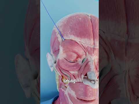 How An Eyebrow Thread Lift Works 🤔