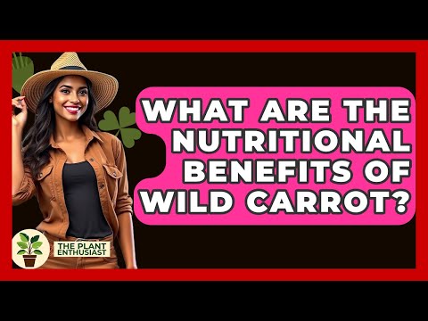What Are The Nutritional Benefits Of Wild Carrot? - The Plant Enthusiast