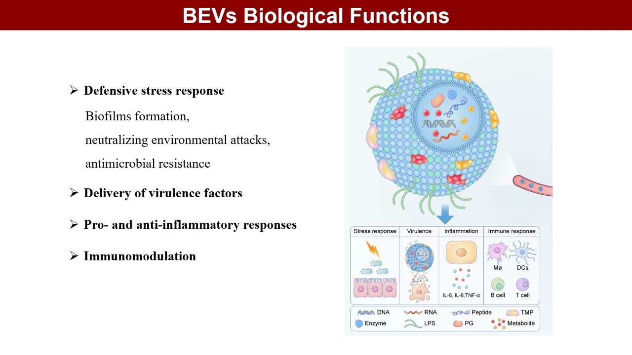 iMeta | Interactions between extracellular vesicles and microbiome in human diseases