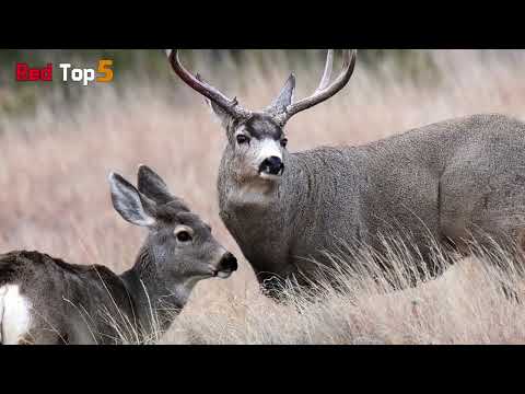 5 fastest animals in the north american